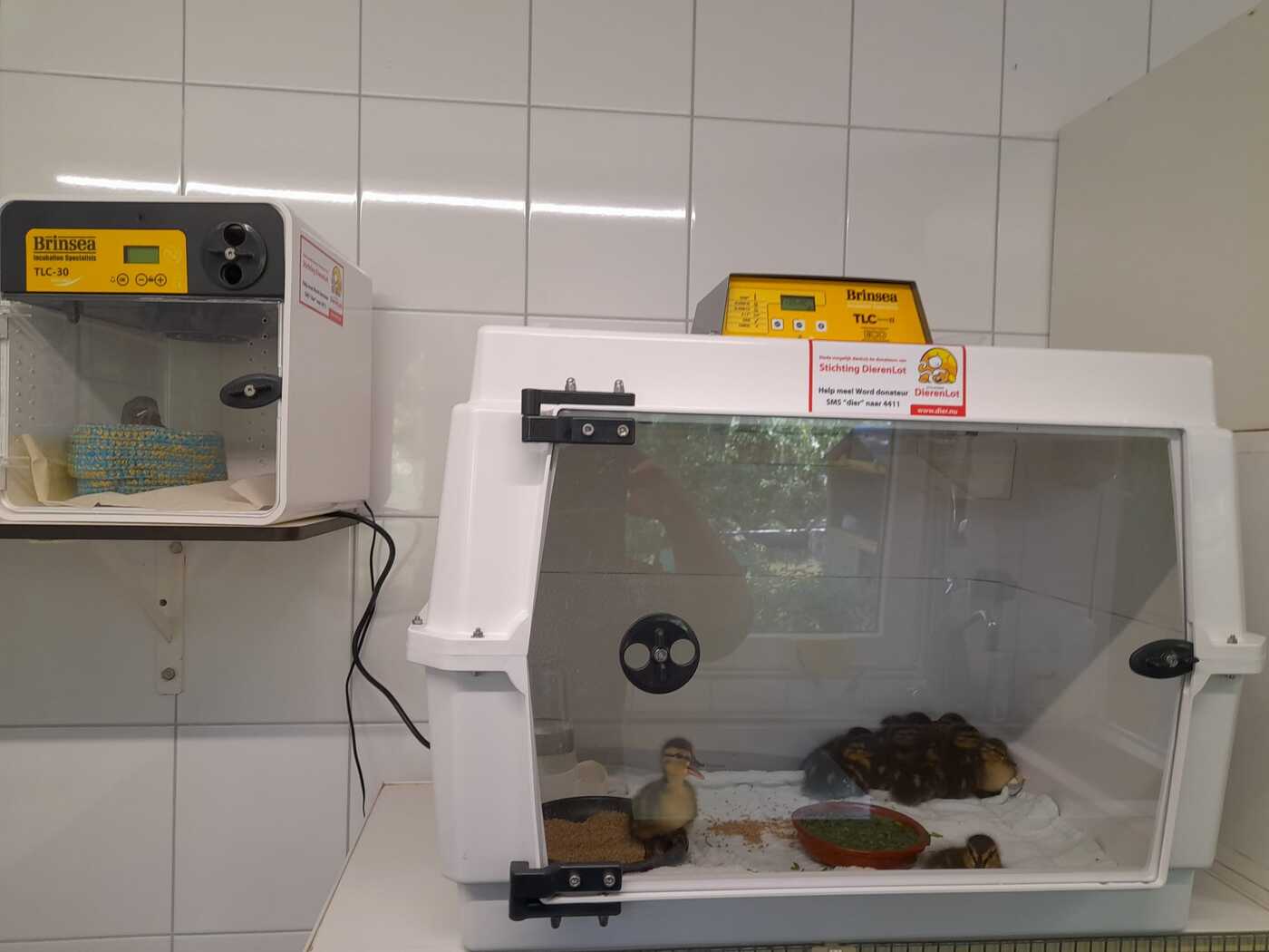 Couveuses voor vogelopvang De Mikke | Stichting DierenLot