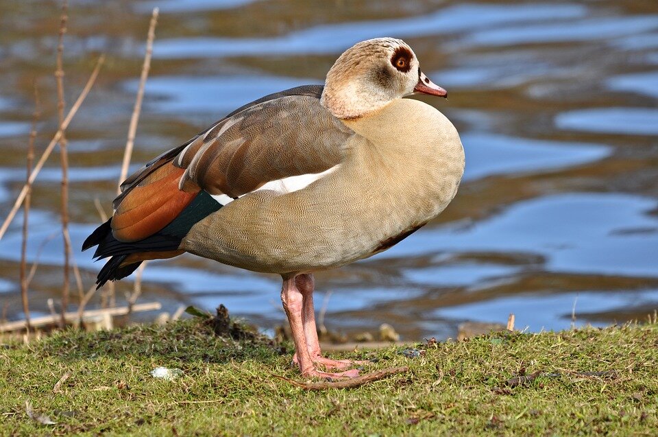 Landelijke aandacht voor invasieve exoten | Stichting DierenLot