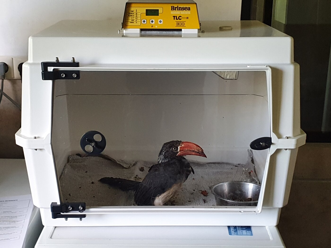 Couveuse voor de zwakke en zieke vogels van de Neushoornvogel ...