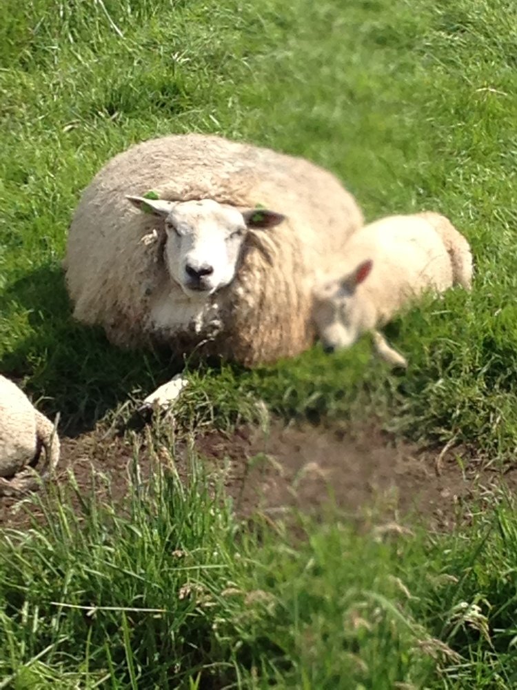 Schaap op zijn rug? Help hem overeind | Stichting DierenLot