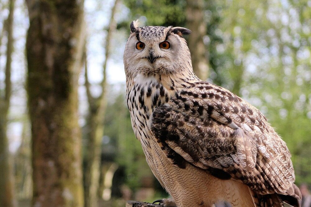 7 weetjes over de uil | Stichting DierenLot