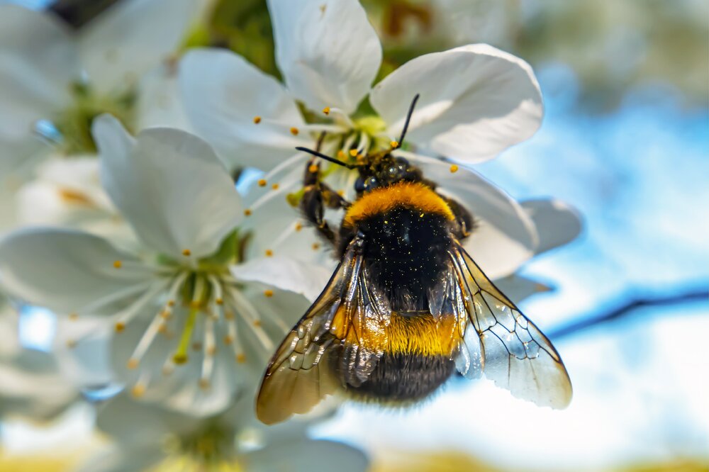 7 weetjes over de hommel | Stichting DierenLot